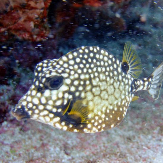 Cancun Diving experience and the best scuba diving trips in Cancun